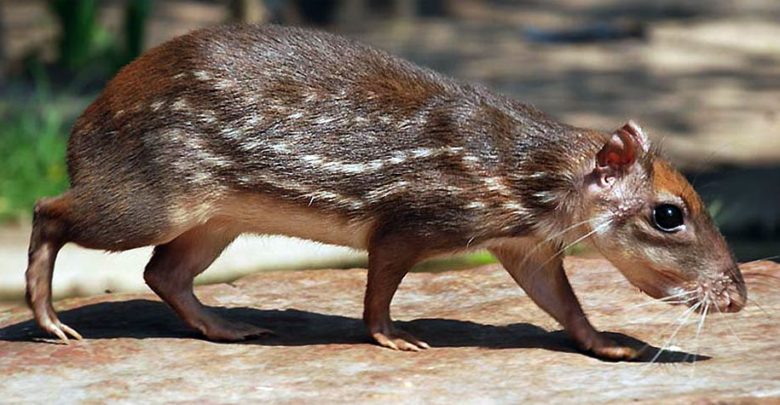 Gryzonie | DinoAnimals.pl