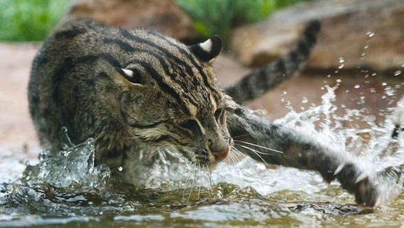 Taraj – kotek cętkowany | DinoAnimals.pl