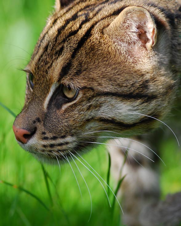 Taraj – kotek cętkowany | DinoAnimals.pl