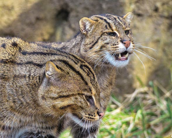 Taraj – kotek cętkowany | DinoAnimals.pl