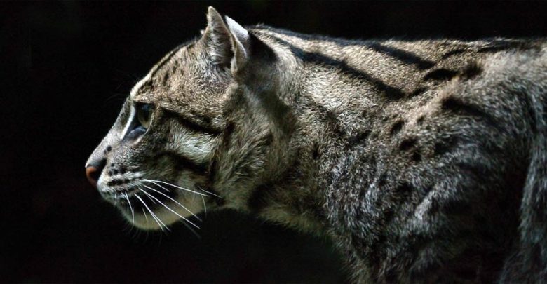 Kotowate | DinoAnimals.pl - Part 5