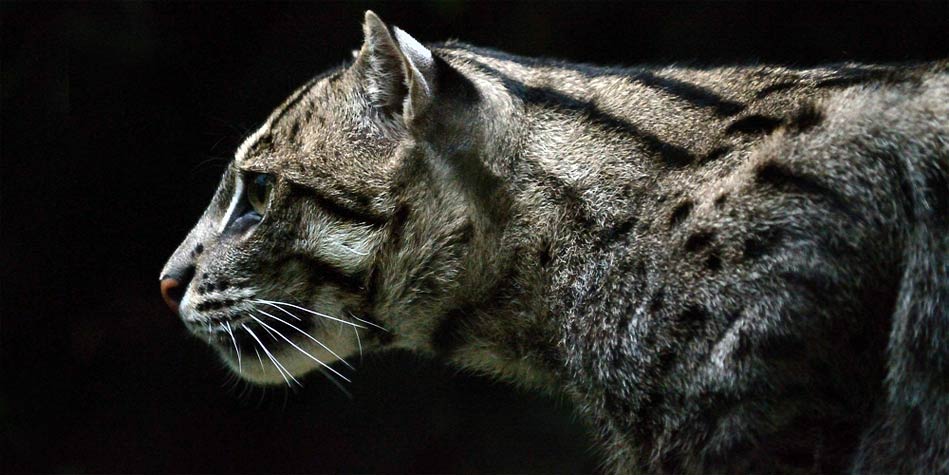 Taraj – kotek cętkowany | DinoAnimals.pl