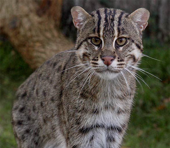 Taraj – kotek cętkowany | DinoAnimals.pl