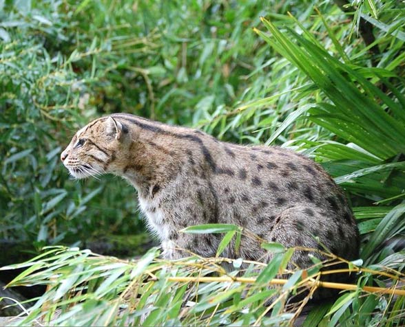 Taraj – kotek cętkowany | DinoAnimals.pl