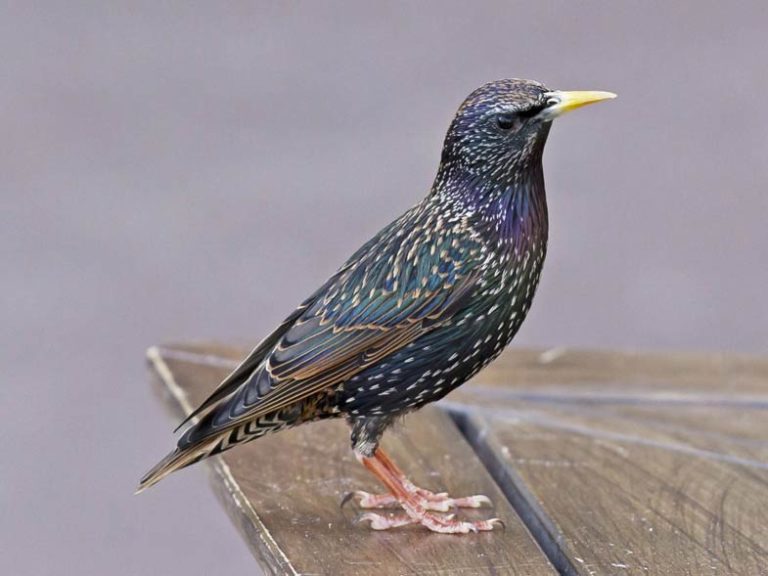 Szpak zwyczajny (Sturnus vulgaris) | DinoAnimals.pl