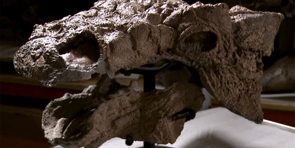 Zuul – ankylozaur z Ghostbusters | DinoAnimals.pl