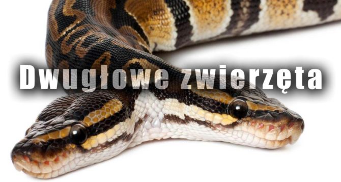 Dwugłowe zwierzęta czyli policefalia | DinoAnimals.pl