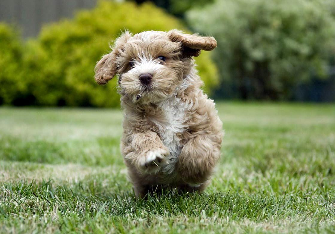 Cockapoo – "Spudel" | DinoAnimals.pl