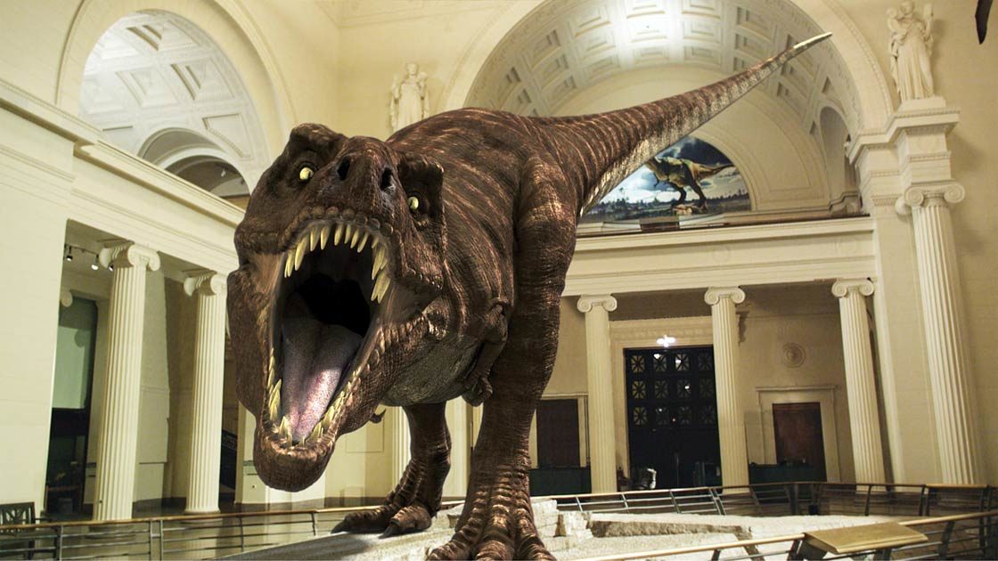 Sue – największy Tyrannosaurus rex | DinoAnimals.pl
