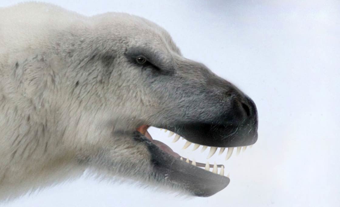 Nanuqsaurus – prehistoryczny niedźwiedź polarny | DinoAnimals.pl