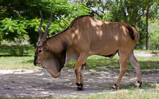 Oreas – największa antylopa | DinoAnimals.pl