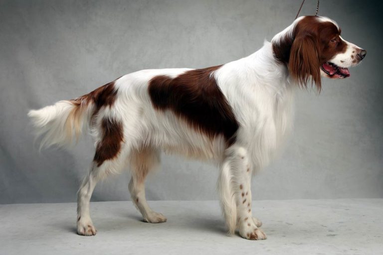 Seter irlandzki czerwono-biały | DinoAnimals.pl