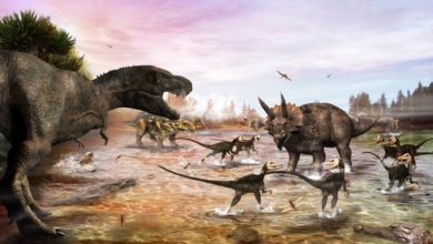 Era mezozoiczna – Kreda | DinoAnimals.pl