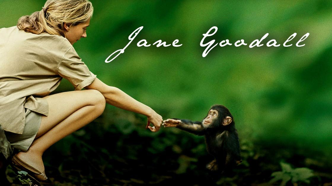 Jane Goodall i jej historia | DinoAnimals.pl
