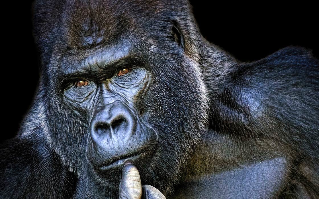 Koko Najm drzejszy Goryl wiata DinoAnimals pl