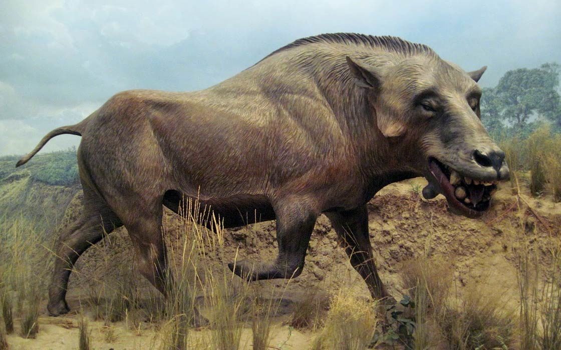 Entelodont – terminator z przeszłości | DinoAnimals.pl
