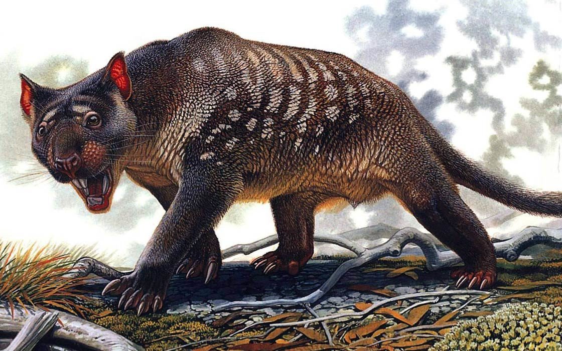 Lew workowaty (Thylacoleo) – król torbaczy | DinoAnimals.pl