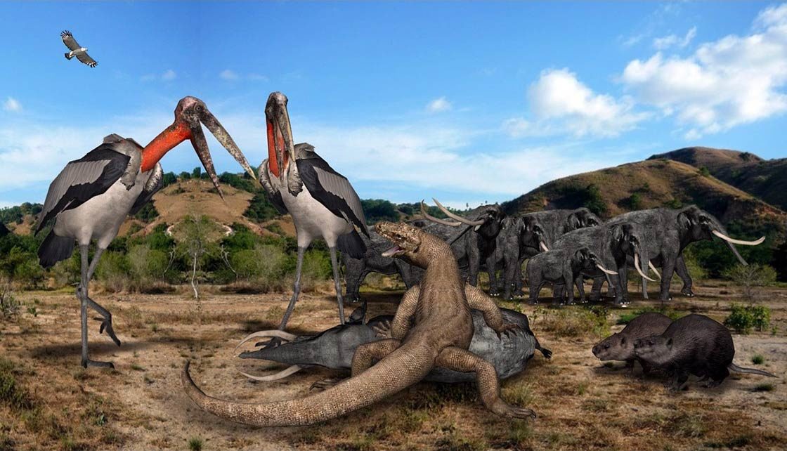 Leptoptilos robustus – piekielny bocian z wyspy Flores | DinoAnimals.pl Leptoptilos robustus – piekielny bocian z wyspy Flores | DinoAnimals.pl