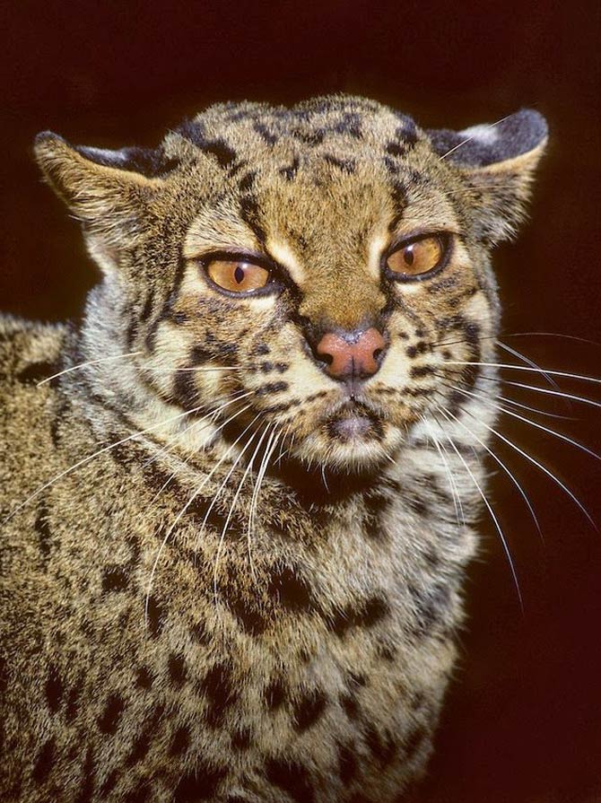 Lamparcik Marmurkowy Kot Marmurkowy Pardofelis Marmorata