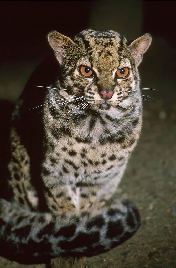 Lamparcik Marmurkowy Kot Marmurkowy Pardofelis Marmorata