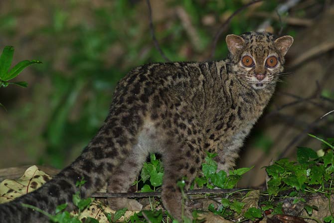 Lamparcik Marmurkowy Kot Marmurkowy Pardofelis Marmorata
