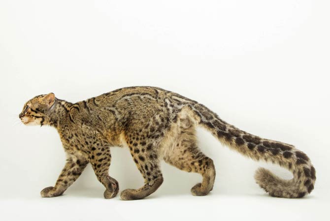 Lamparcik Marmurkowy Kot Marmurkowy Pardofelis Marmorata