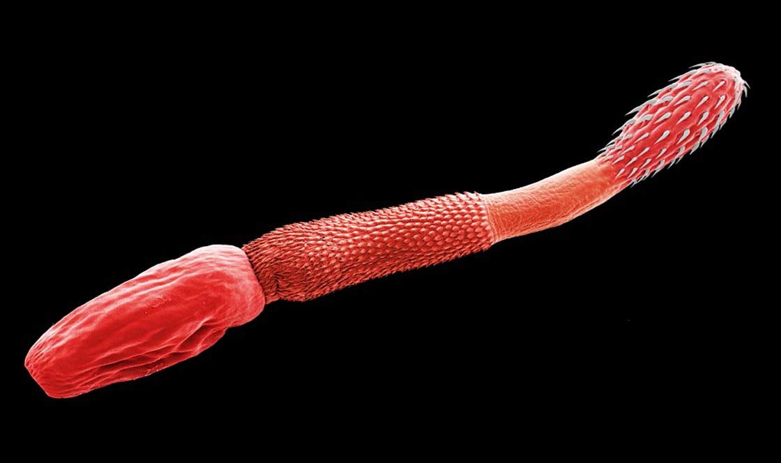 Kolcogłowy, cierniogłowy (Acanthocephala) | DinoAnimals.pl