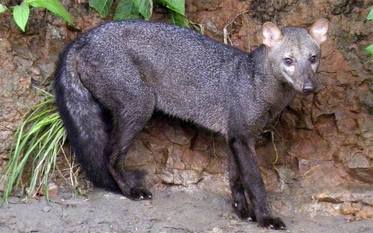 Wilczek krótkouchy (Atelocynus microtis) | DinoAnimals.pl