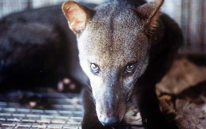 Wilczek krótkouchy (Atelocynus microtis) | DinoAnimals.pl