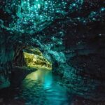 Jaskinie Waitomo (Waitomo Glowworm Caves) | DinoAnimals.pl