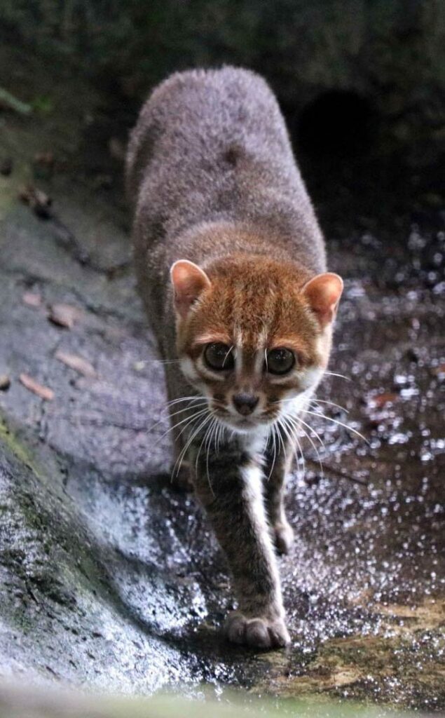 Kotek kusy, kot kusy (Prionailurus planiceps) | DinoAnimals.pl