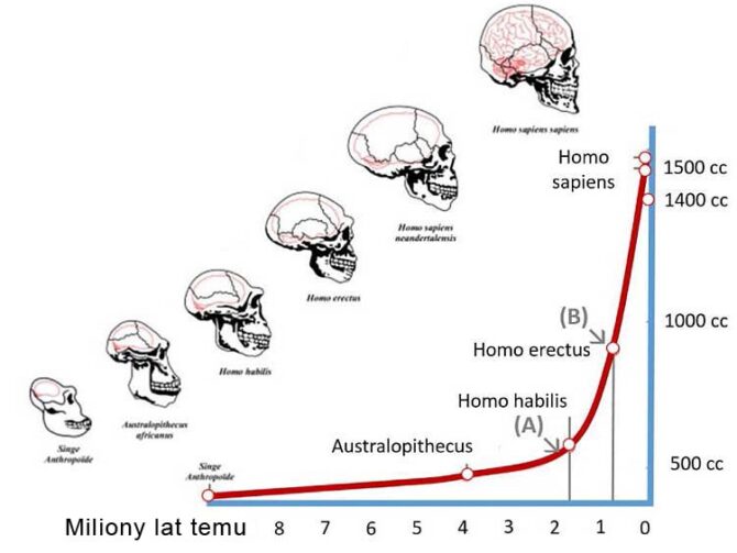 Ewolucja mózgu człowieka | DinoAnimals.pl