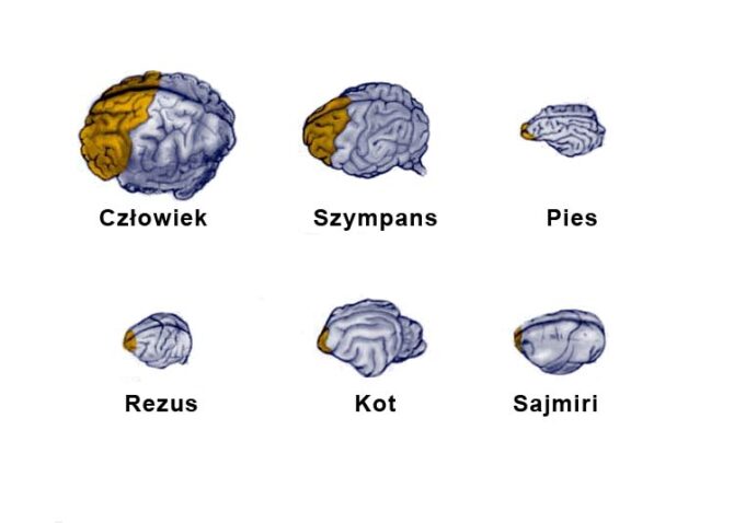 Ewolucja mózgu człowieka | DinoAnimals.pl
