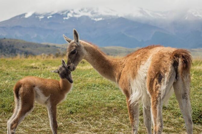 Gwanako andyjskie | DinoAnimals.pl