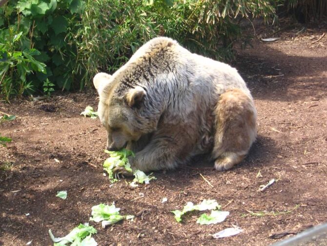 Niedźwiedź syryjski | DinoAnimals.pl