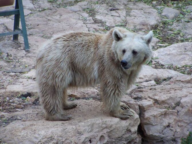 Niedźwiedź syryjski | DinoAnimals.pl