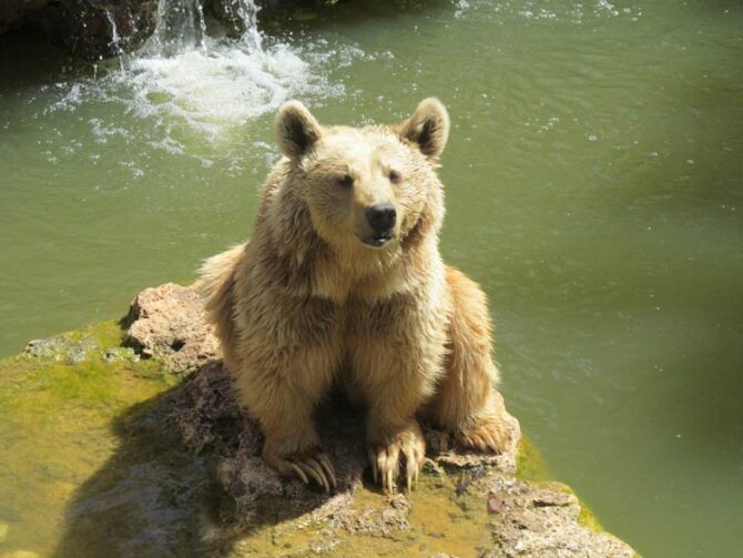 Niedźwiedź syryjski | DinoAnimals.pl