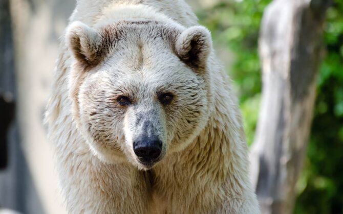 Niedźwiedź syryjski | DinoAnimals.pl