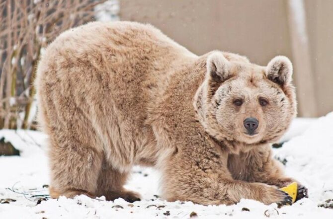 Niedźwiedź syryjski | DinoAnimals.pl