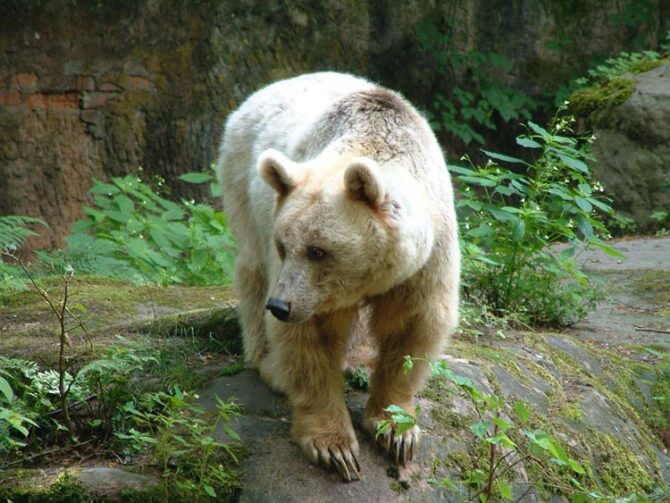 Niedźwiedź syryjski | DinoAnimals.pl