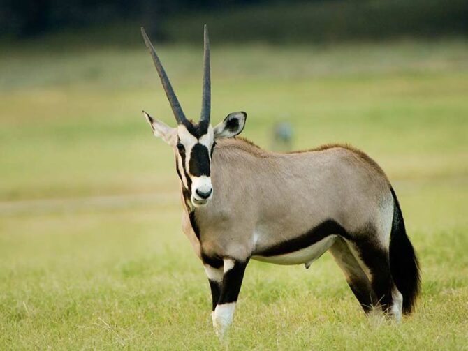 Oryks (Oryx) | DinoAnimals.pl