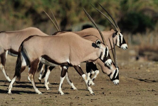 Oryks (Oryx) | DinoAnimals.pl
