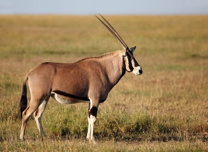 Oryks (Oryx) | DinoAnimals.pl